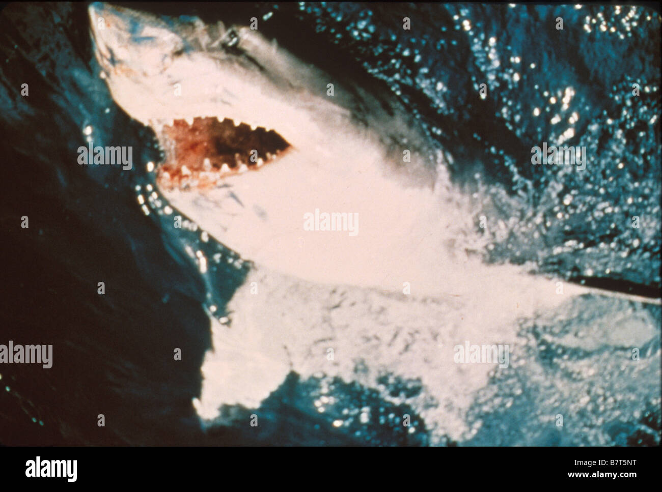 Jaws Year: 1975 USA Director: Steven Spielberg Stock Photo - Alamy