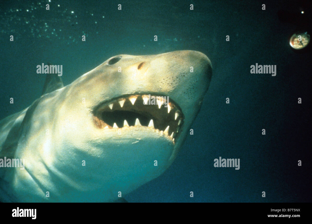 Jaws Year: 1975 USA Director: Steven Spielberg Stock Photo - Alamy