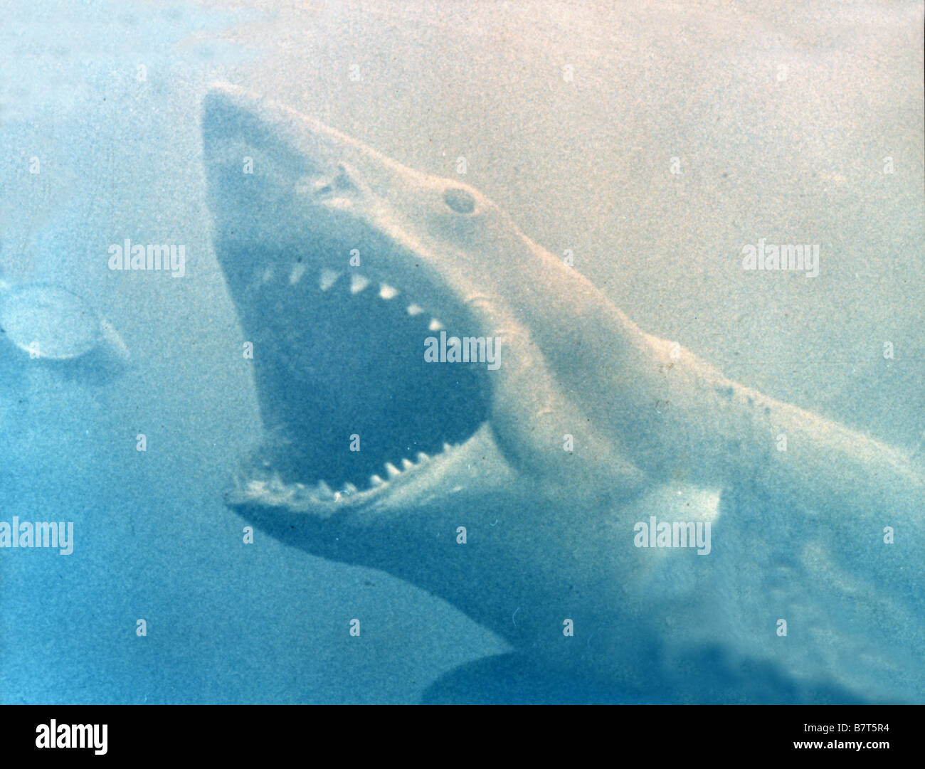 Jaws Year: 1975 USA Director: Steven Spielberg Stock Photo - Alamy