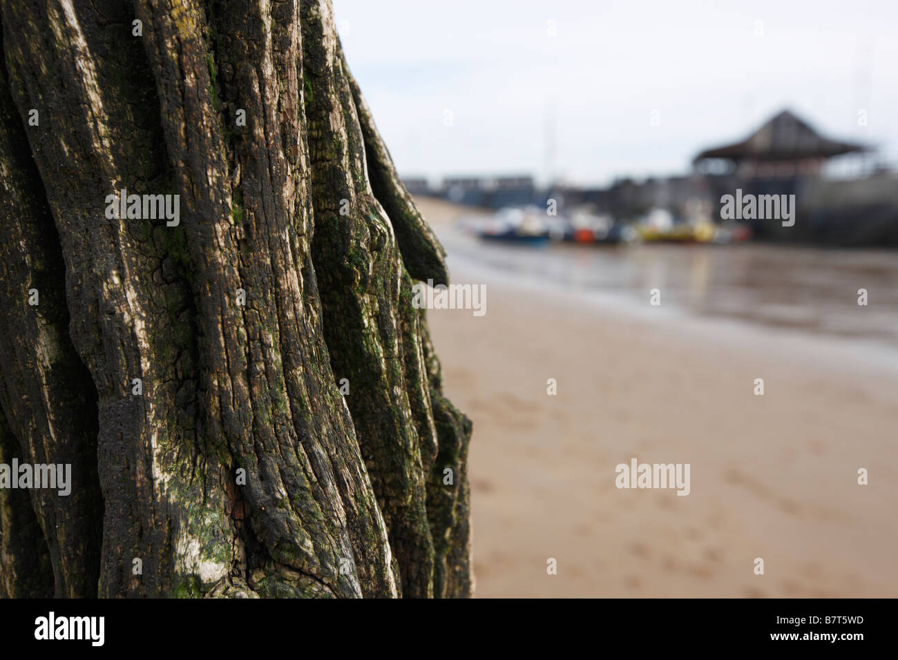 Trunk on the beach hi-res stock photography and images - Alamy