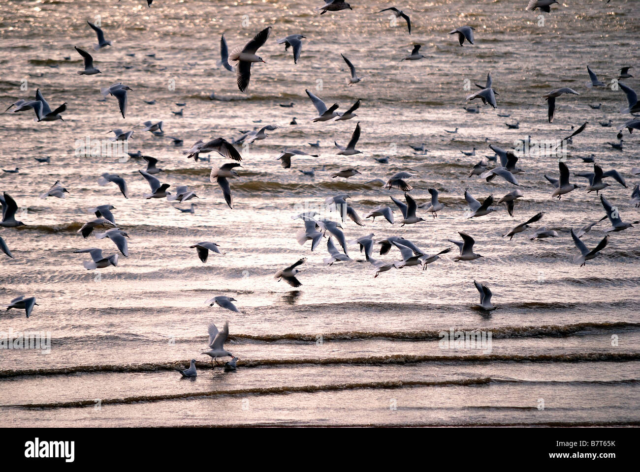 Flying seagulls above water Stock Photo - Alamy