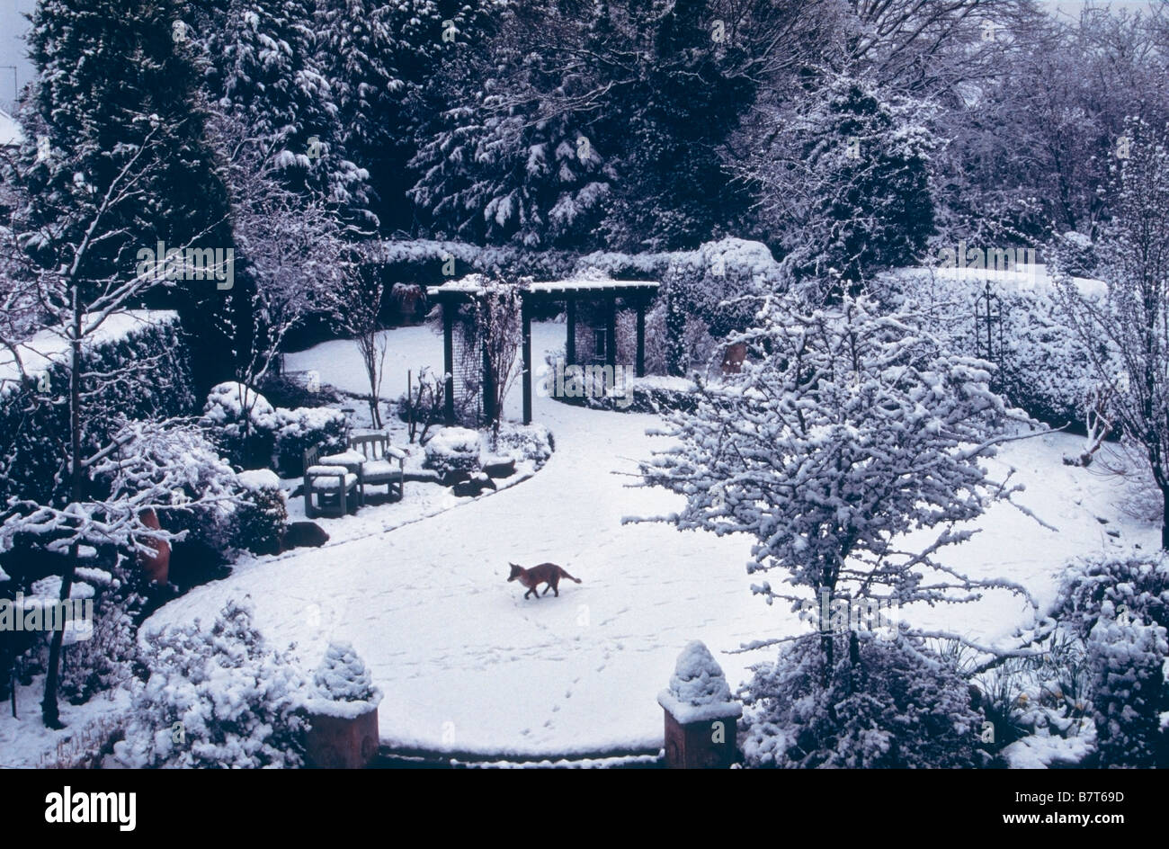Landscaped garden covered in snow with a fox suspended in motion Stock ...