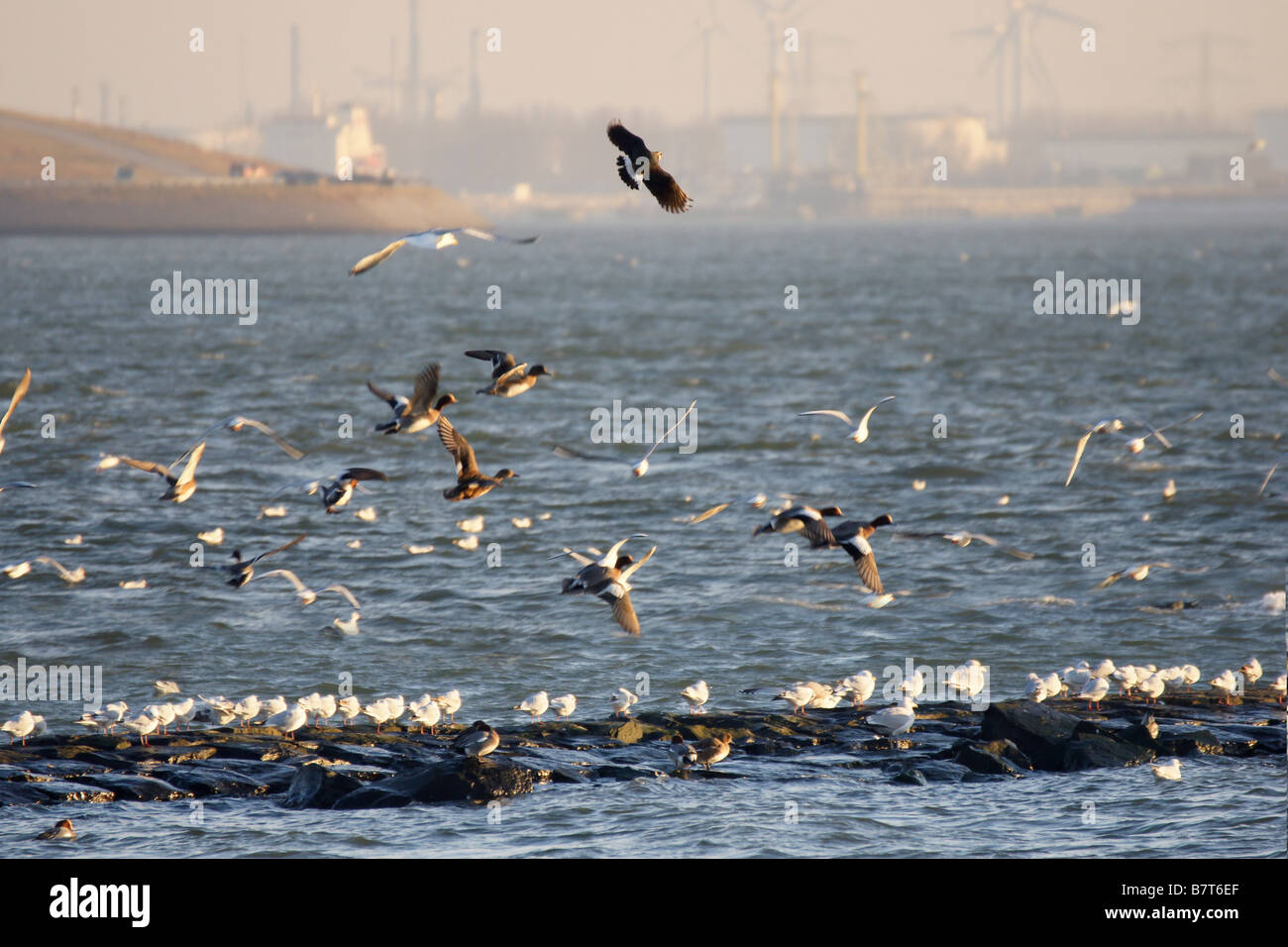 Water sea wave breaker with many birds seagulls flying sitting ...