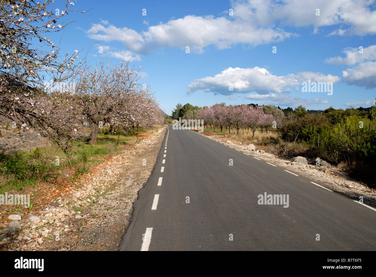 road through almond orchards with trees in flower, Jalon Valley, Marina ...