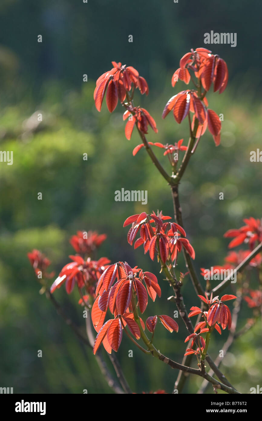 Shaving brush tree hi-res stock photography and images - Alamy