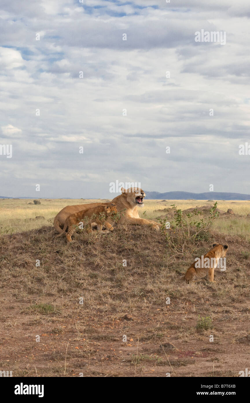Lion sleeping on back hi-res stock photography and images - Alamy