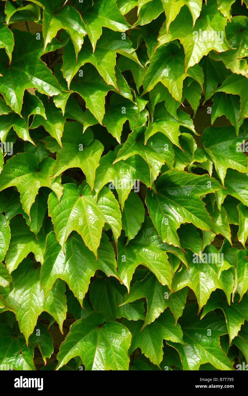 Green ivy background Stock Photo - Alamy