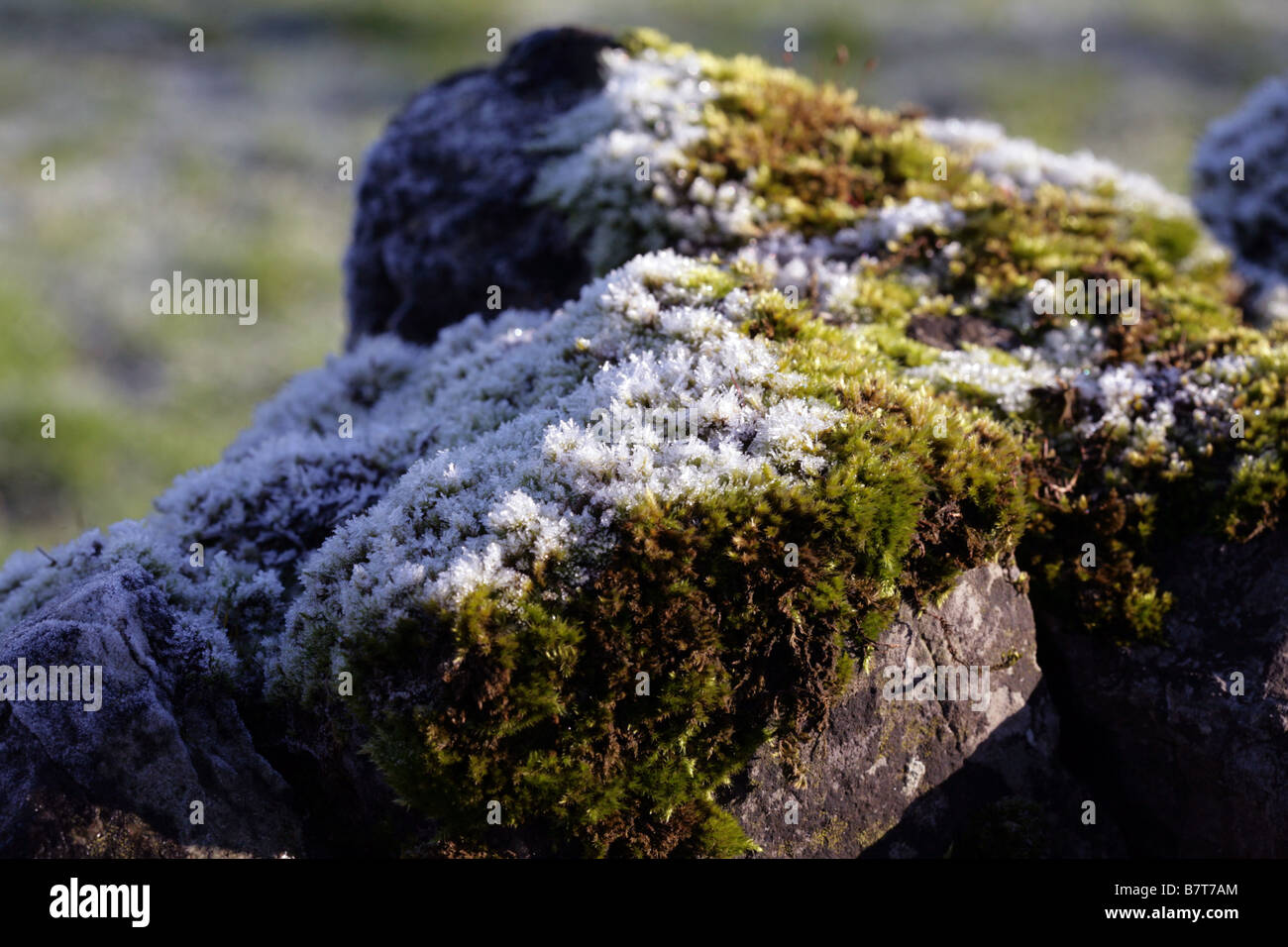 Frost covered moss on a limestone dry stone wall Manifold Valley ...