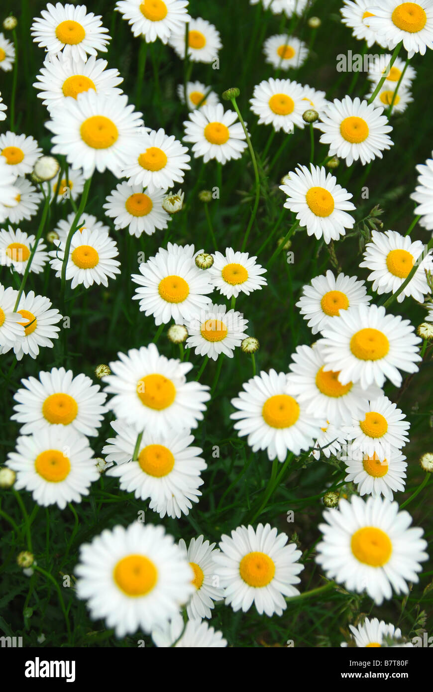 Wild daisies growing in a green meadow Stock Photo - Alamy