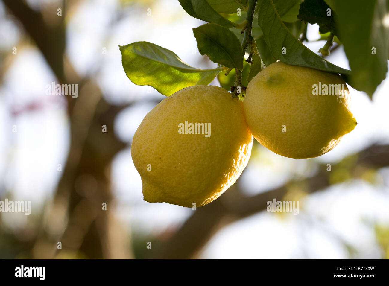 2 lemons hi-res stock photography and images - Alamy