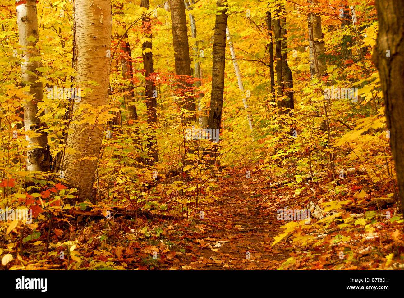 Golden fall forest with hiking trail Stock Photo - Alamy