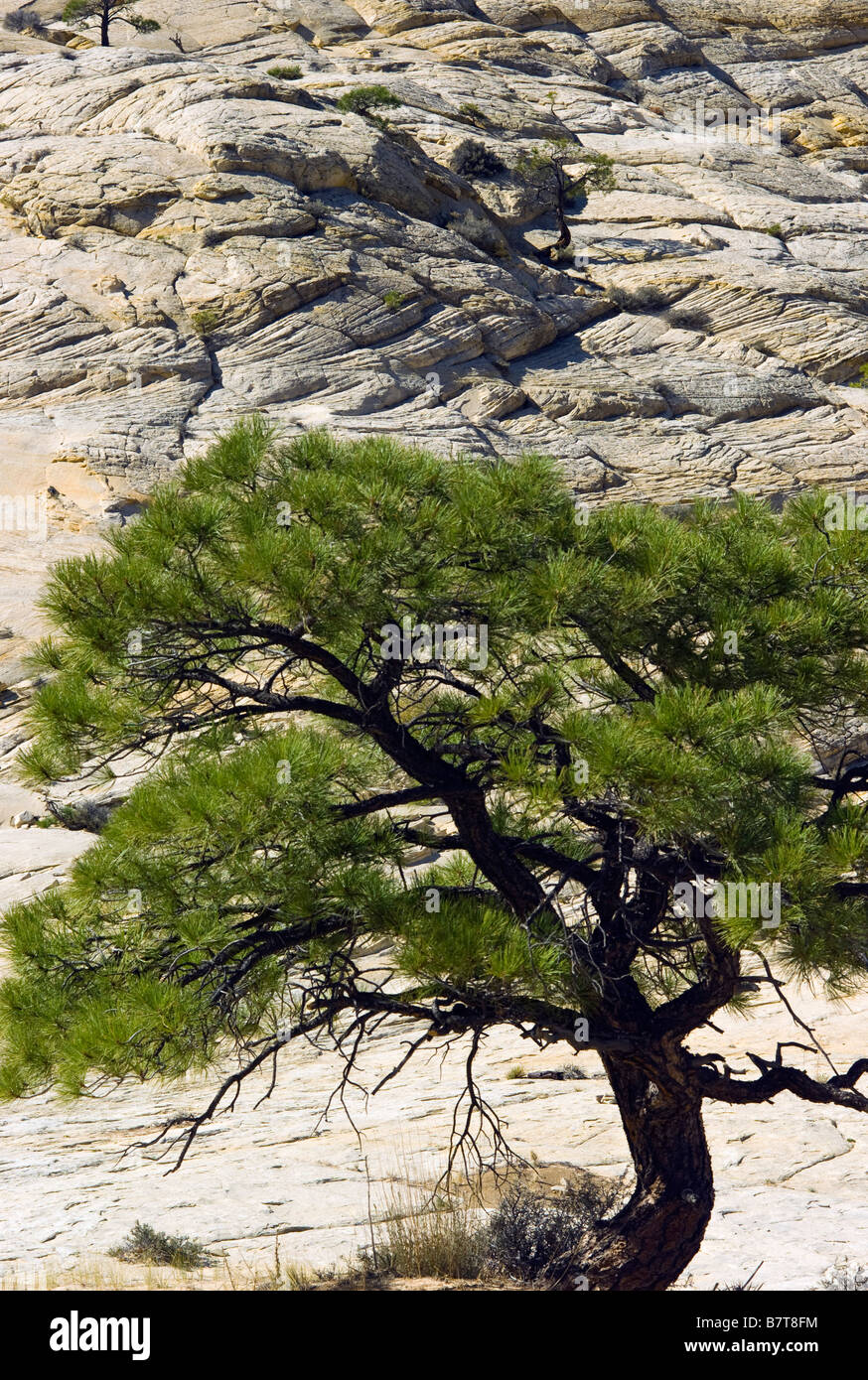 Pine tree in Capitol Reef National Park Utah USA Stock Photo - Alamy
