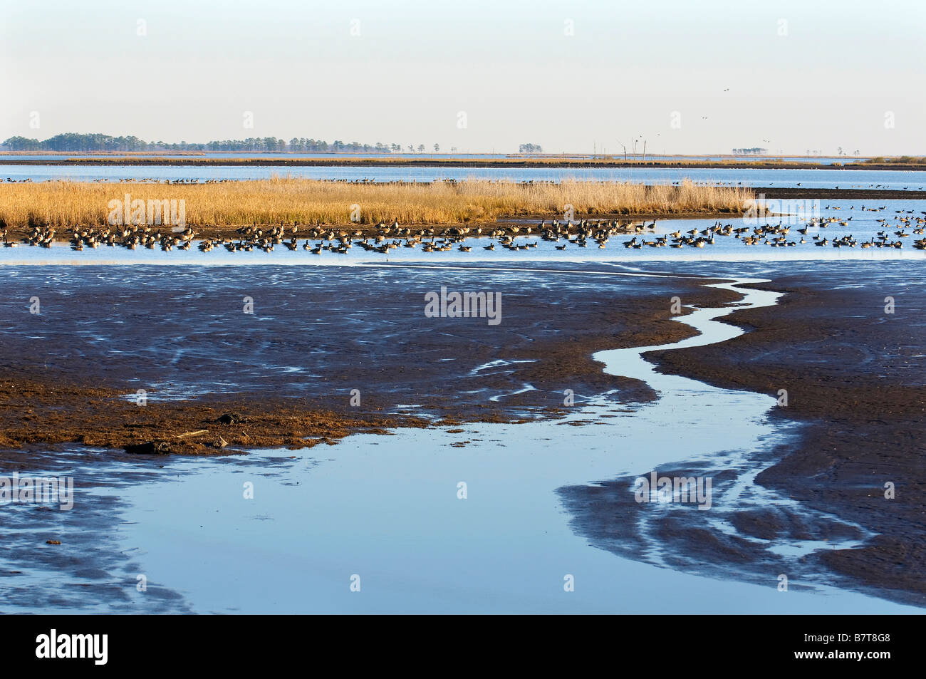 Blackwater National Wildlife Refuge Cambridge, Maryland USA Stock Photo ...