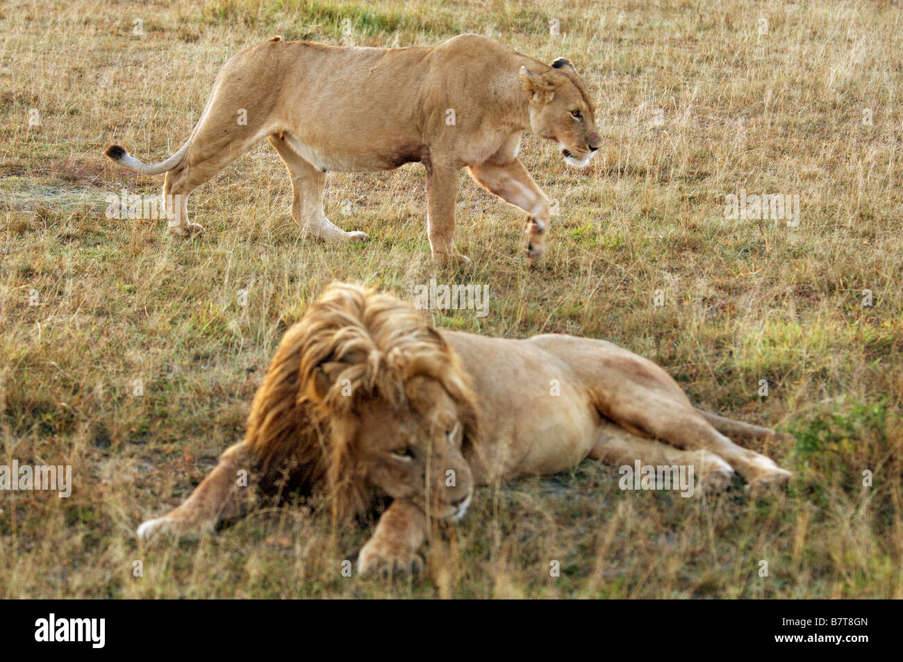 Lioness passing beside the resting male lion laying in the foreground ...