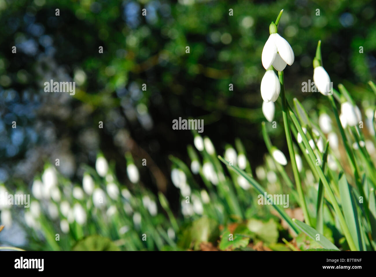 Small group of snowdrops hi-res stock photography and images - Alamy