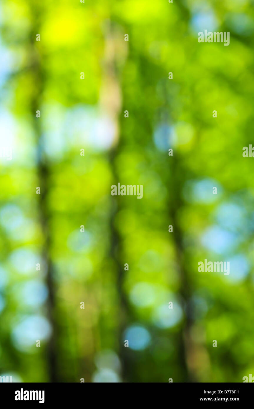 Green background of out of focus forest. Natural bokeh Stock Photo - Alamy