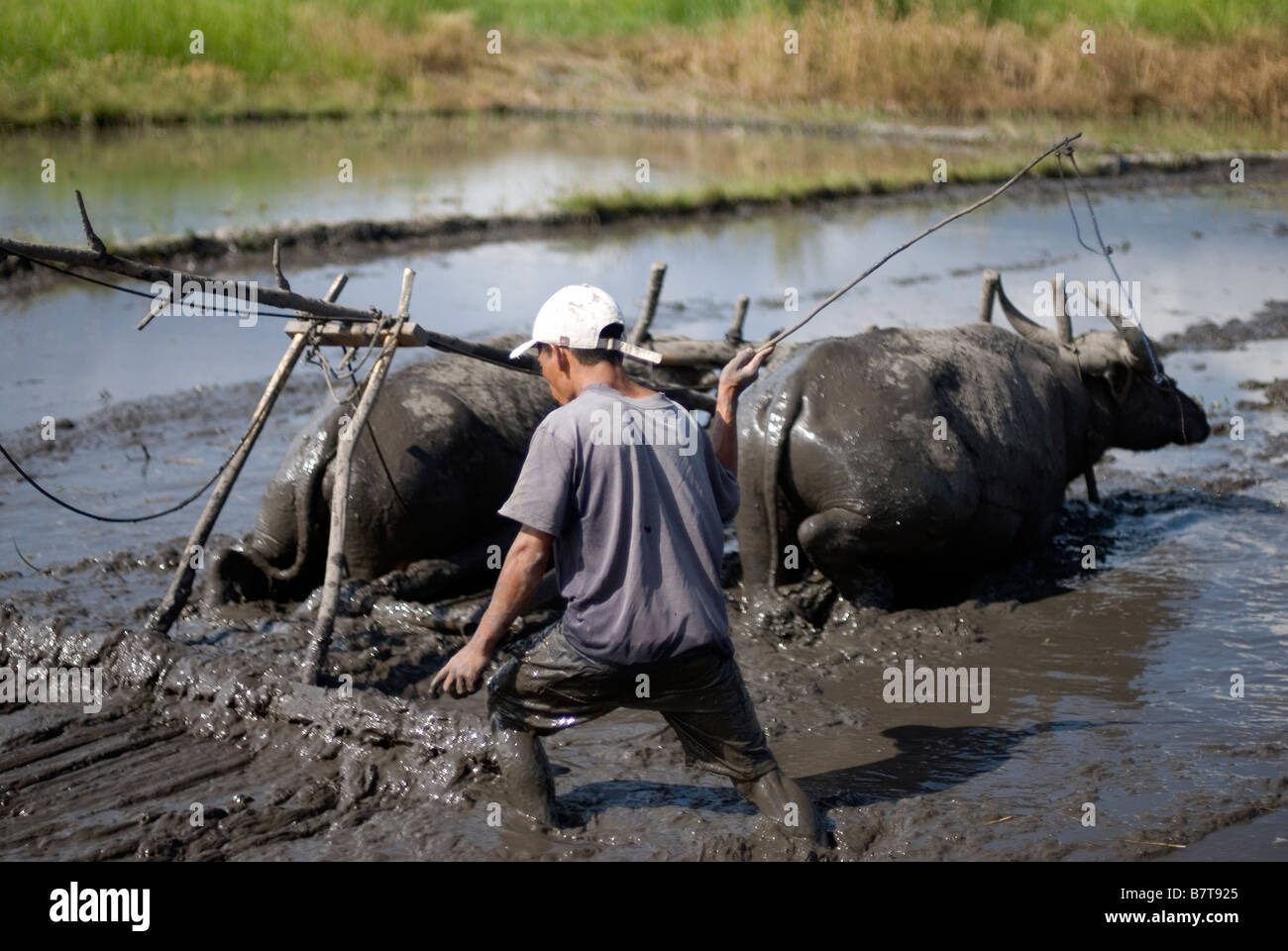 Buffalo ploughing hi-res stock photography and images - Alamy