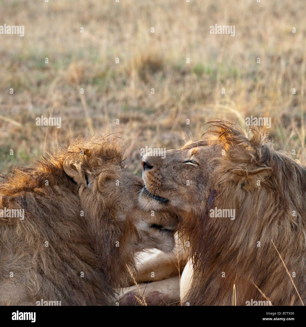Lions Nuzzling