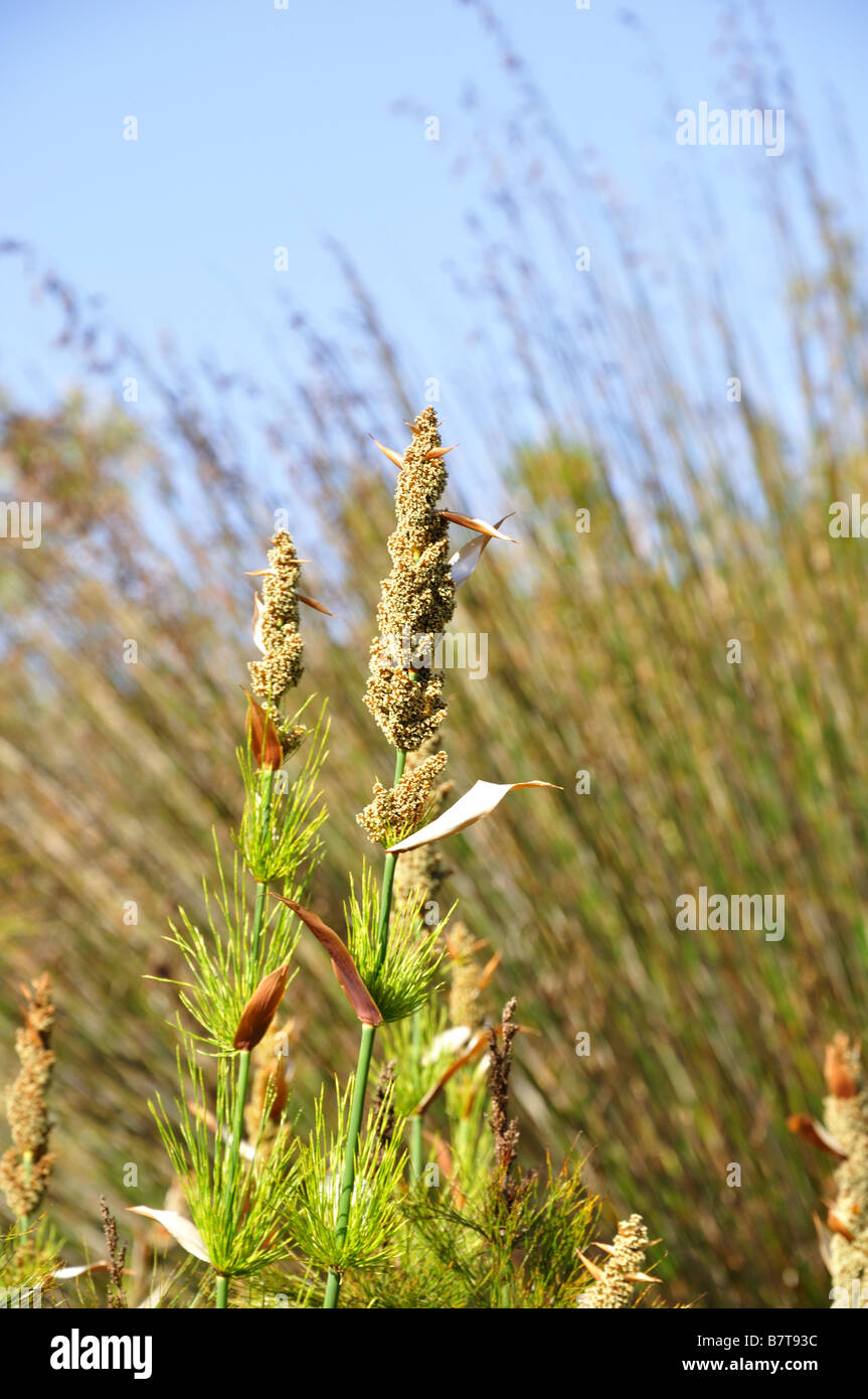 Restio kirstenbosch hi-res stock photography and images - Alamy