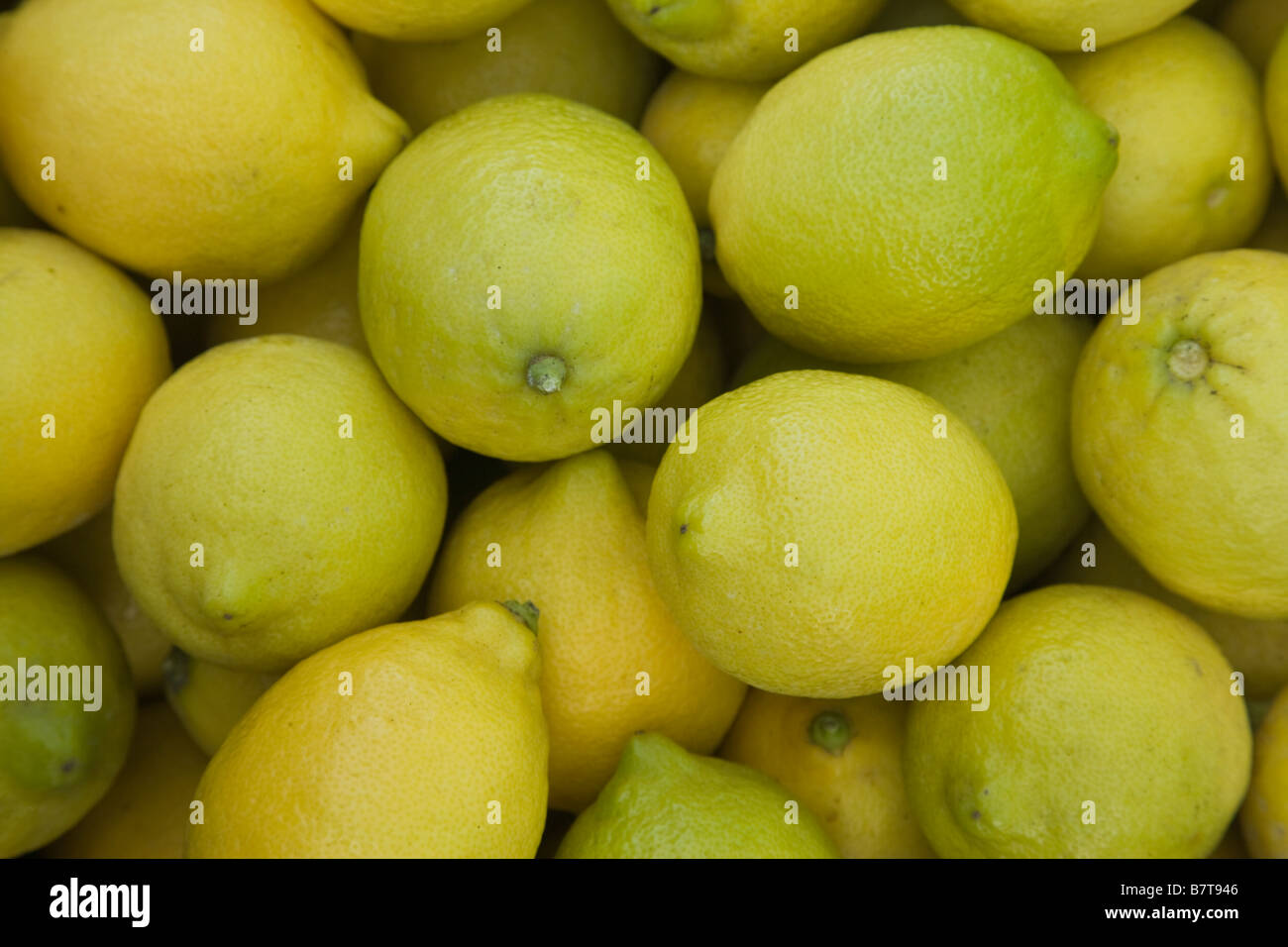 Lisbon lemons california hi-res stock photography and images - Alamy