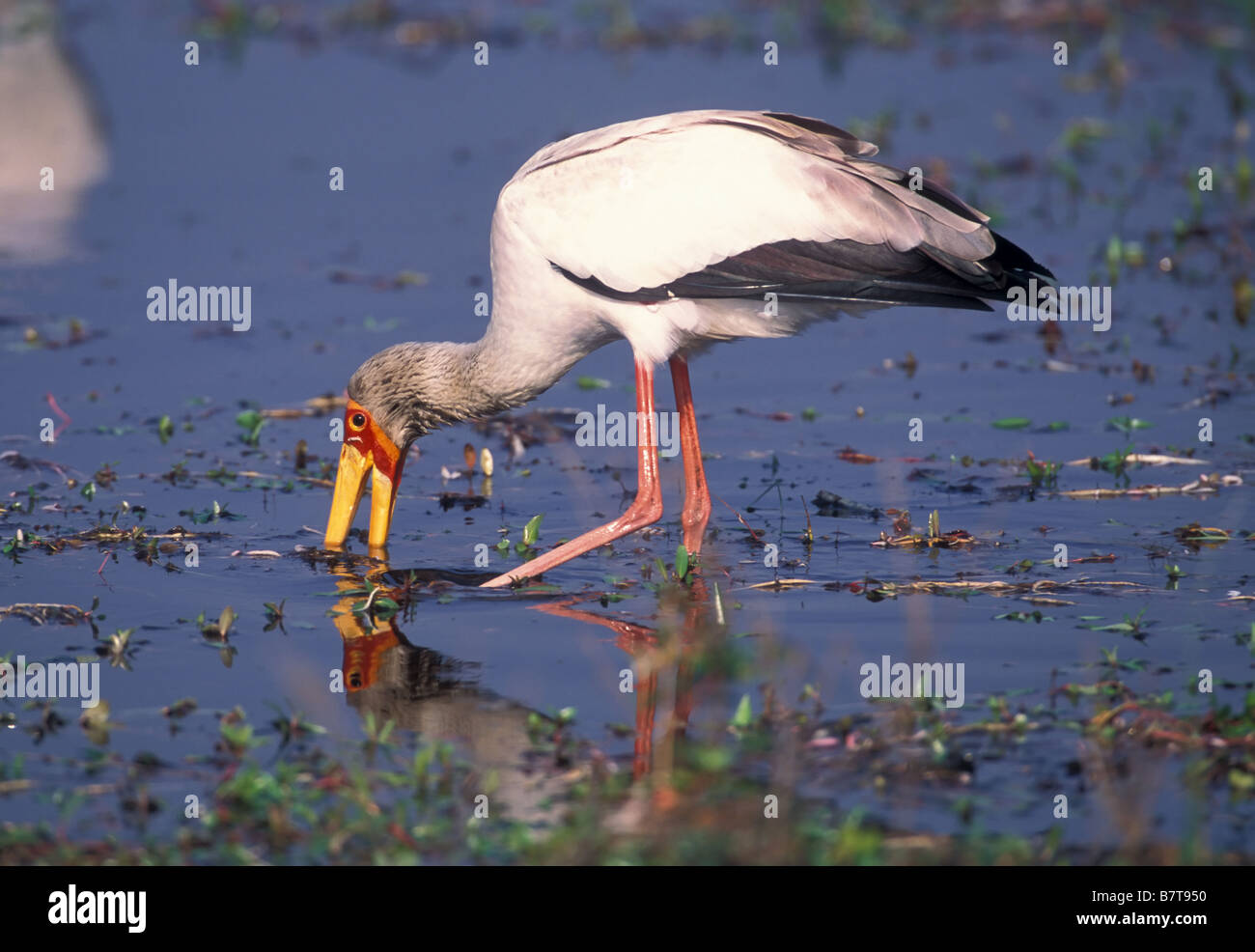Yellow billed stork hunting in water Okavango Delta Botswana Stock ...