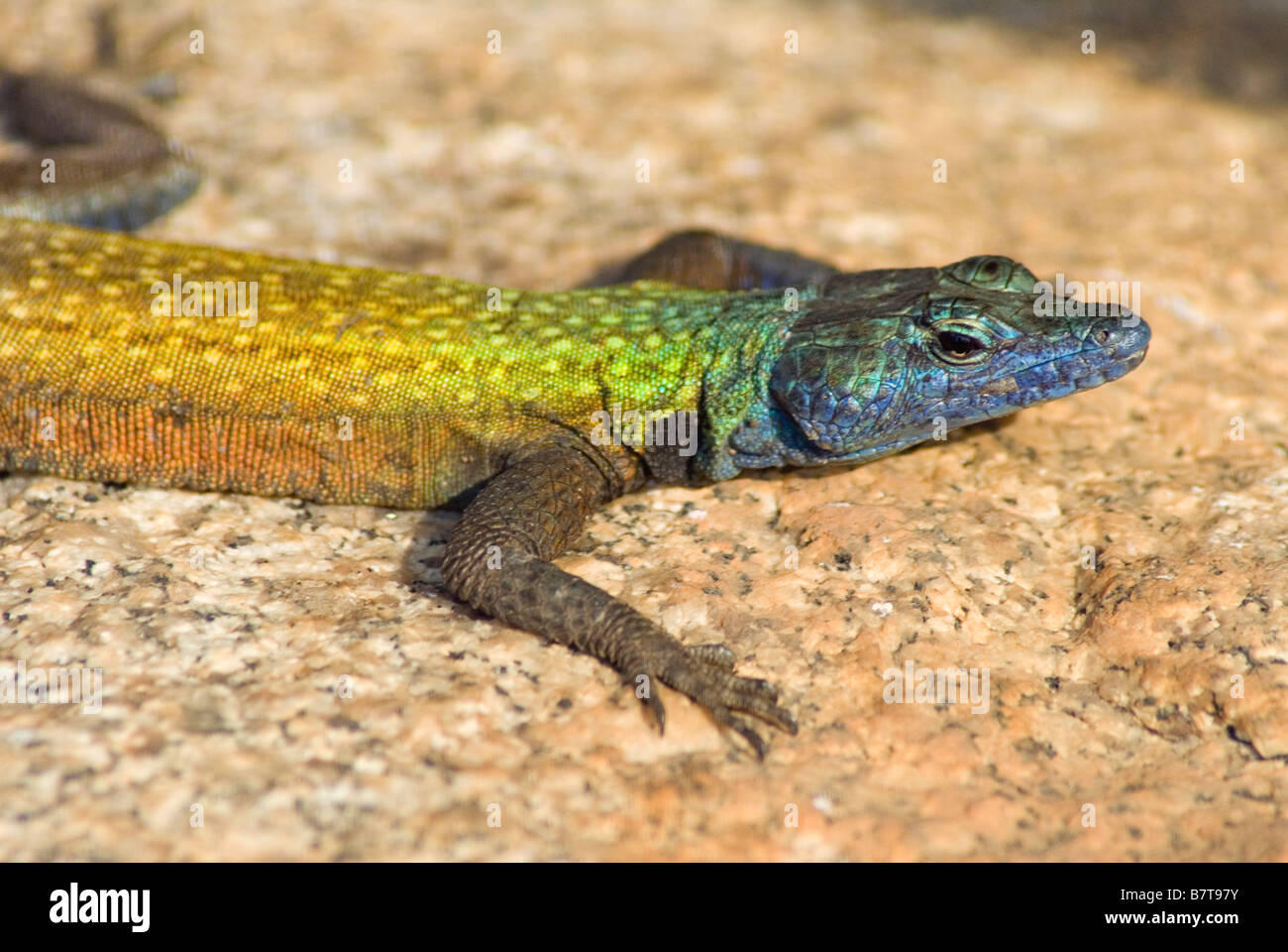 Lizard at Matopos NP Zimbabwe Stock Photo - Alamy