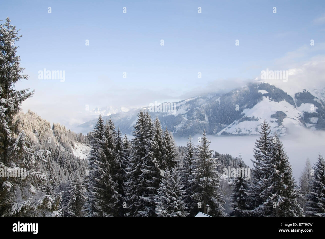 Pinzgau Region Austria EU January Elevated view over snow covered fir ...