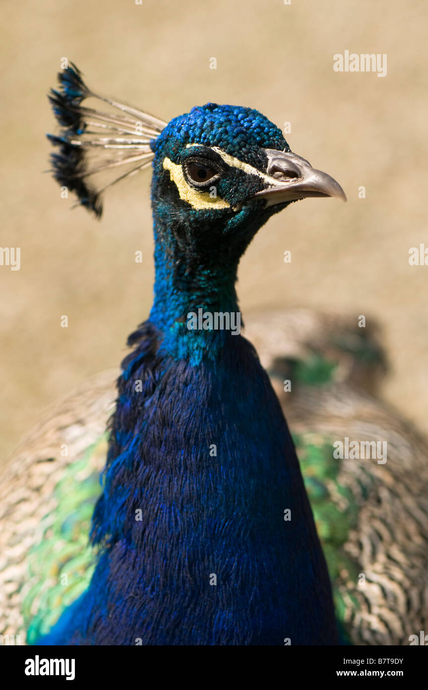 Peacocks head hi-res stock photography and images - Alamy