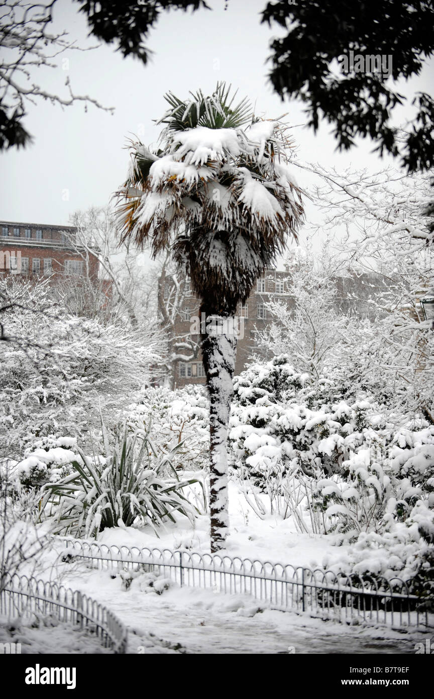 Palm tree in storm hi-res stock photography and images - Alamy