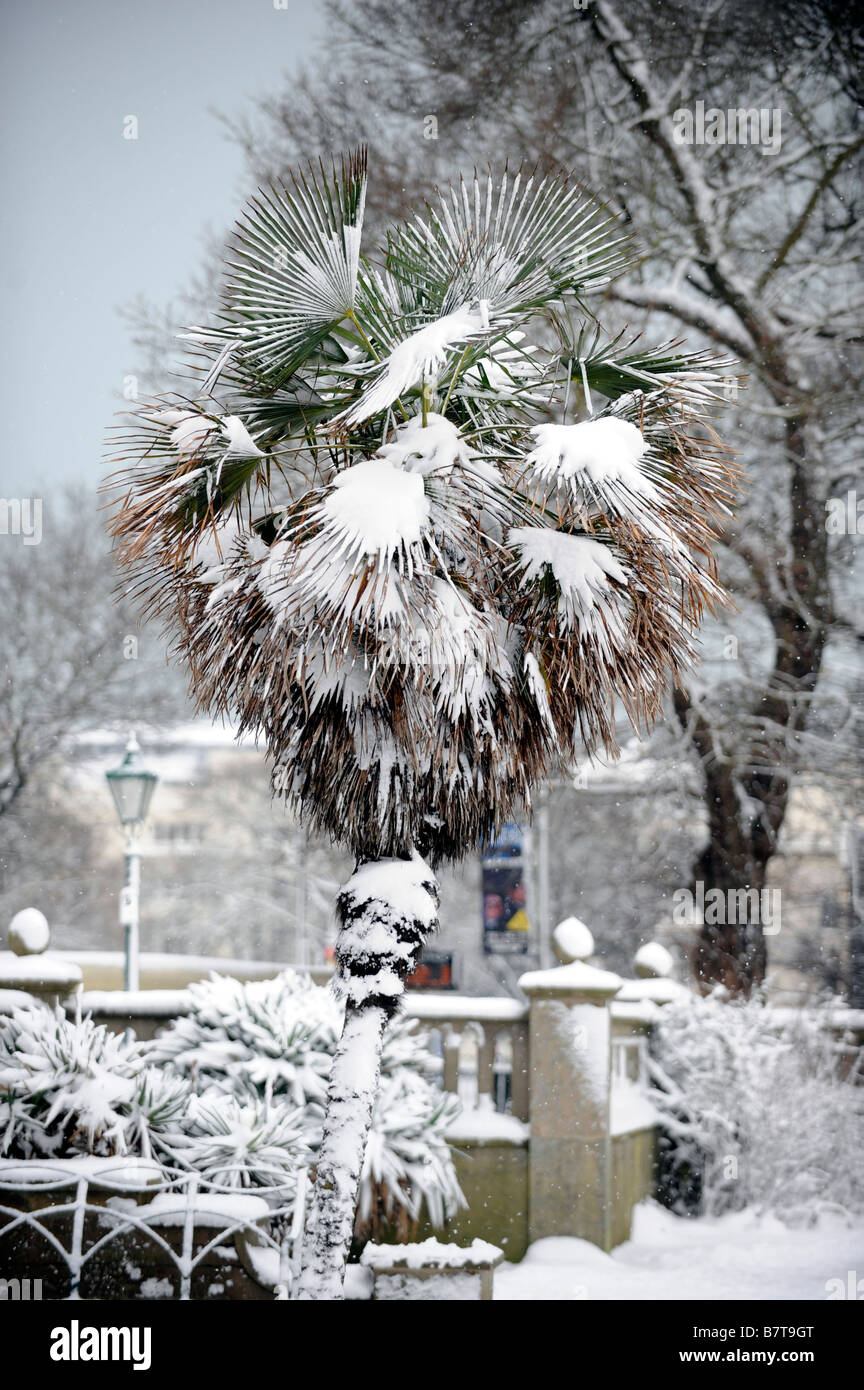 Snow on a palm tree in Brighton UK Stock Photo - Alamy