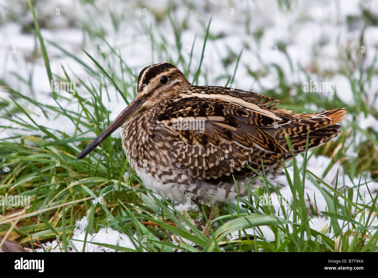 Snipe hi-res stock photography and images - Alamy