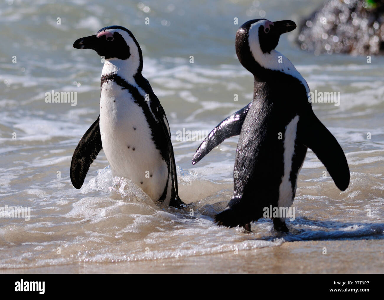 Two African penguins Stock Photo - Alamy