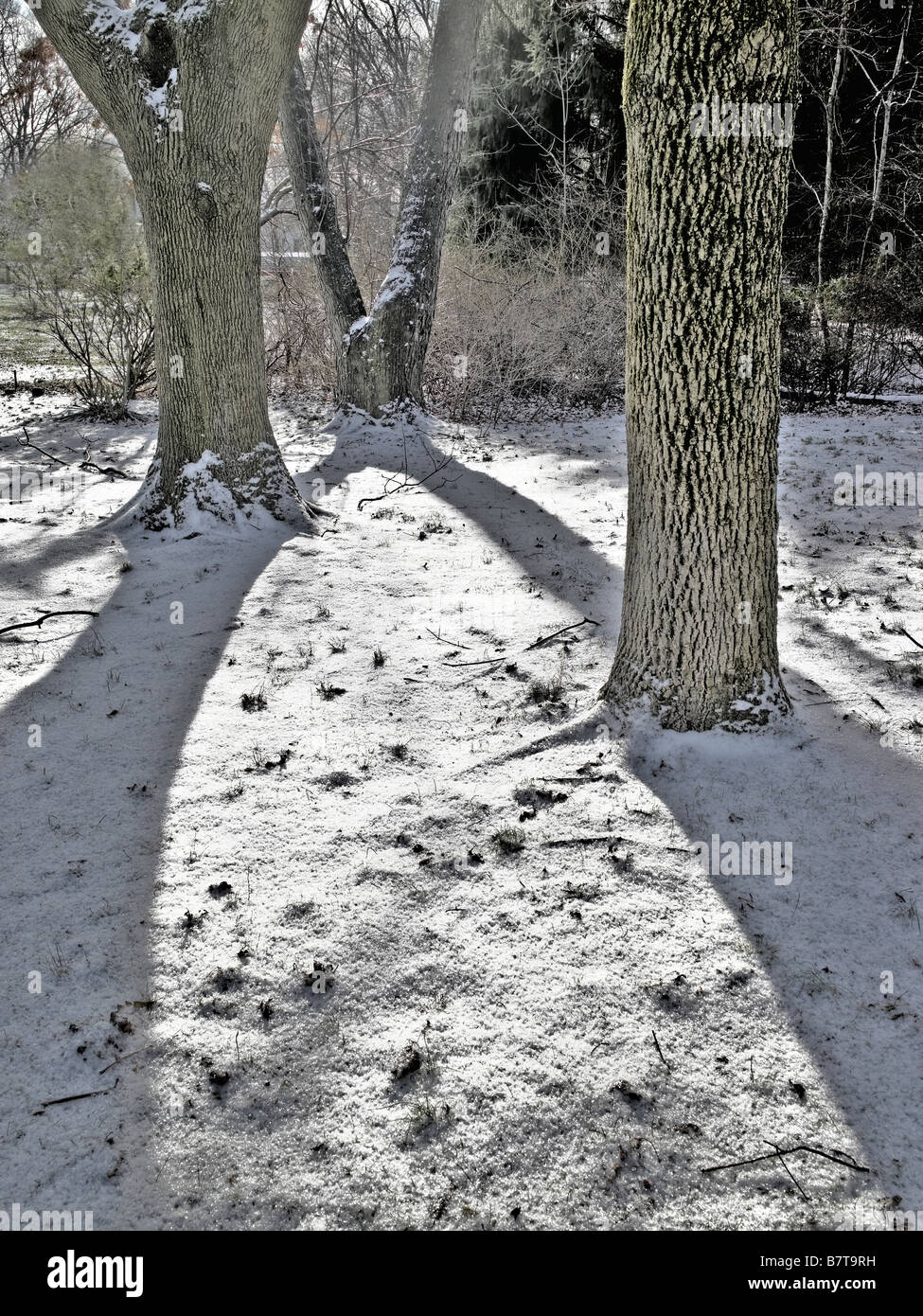 Trees Backlit In Winter With Snow Stock Photo - Alamy