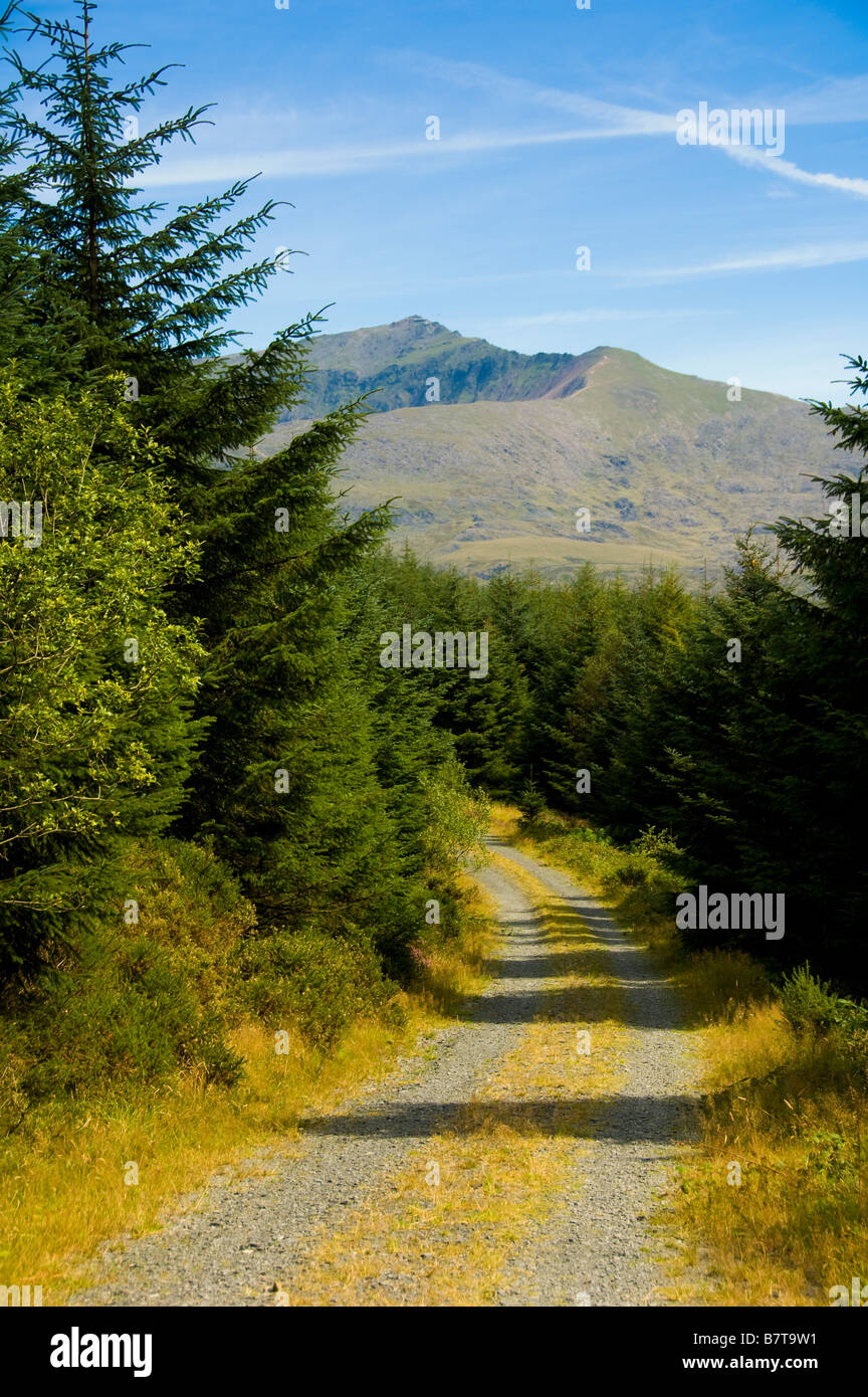 Summit of Snowdon framed by coniferous trees in Beddgelert Forest in ...