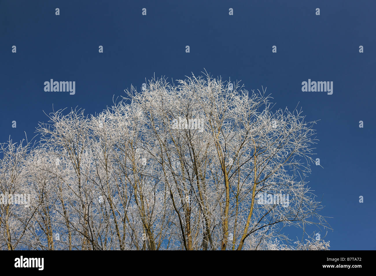 Hoar frost on branches of tree hi-res stock photography and images - Alamy
