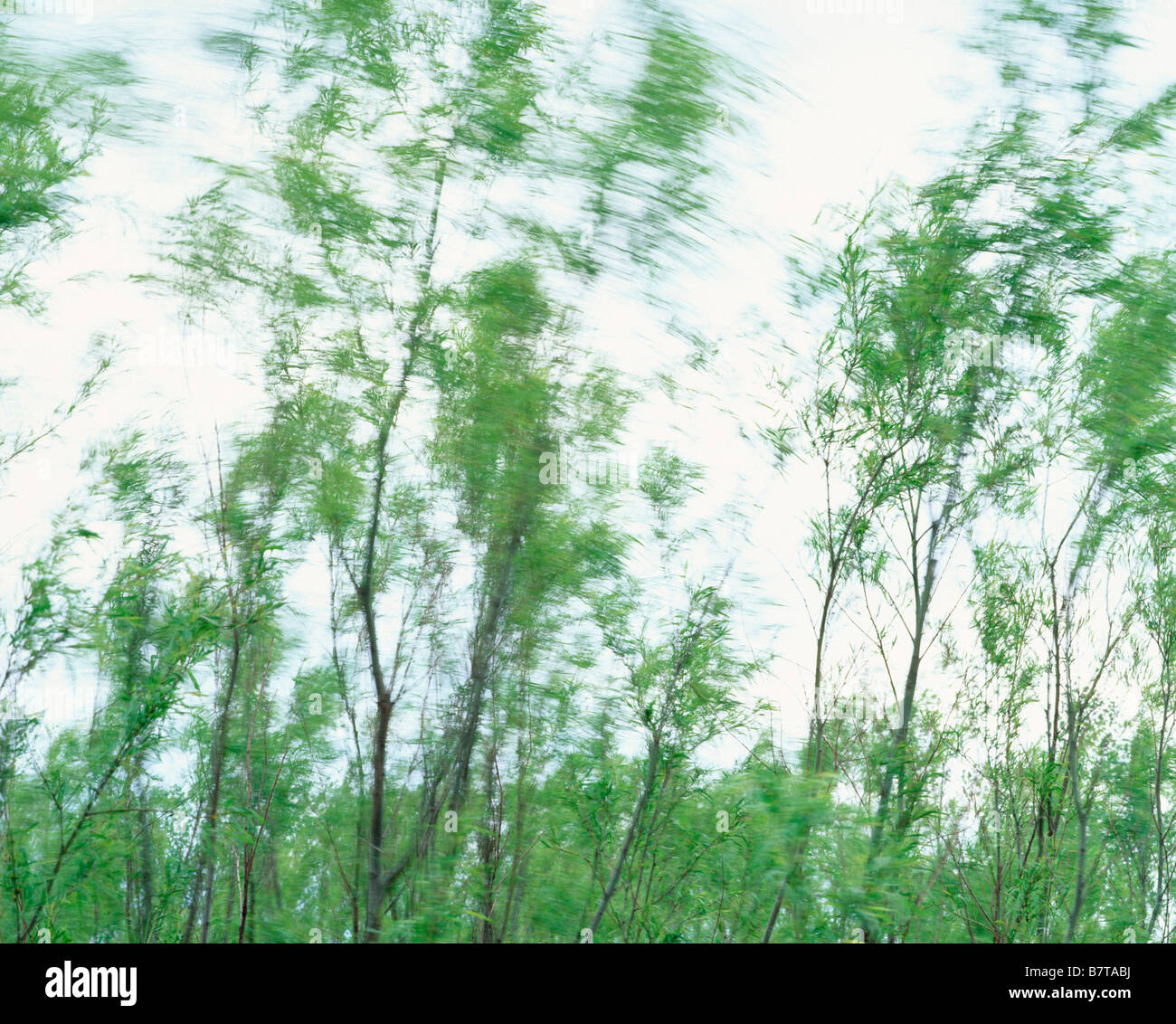 Windy willow trees hi-res stock photography and images - Alamy