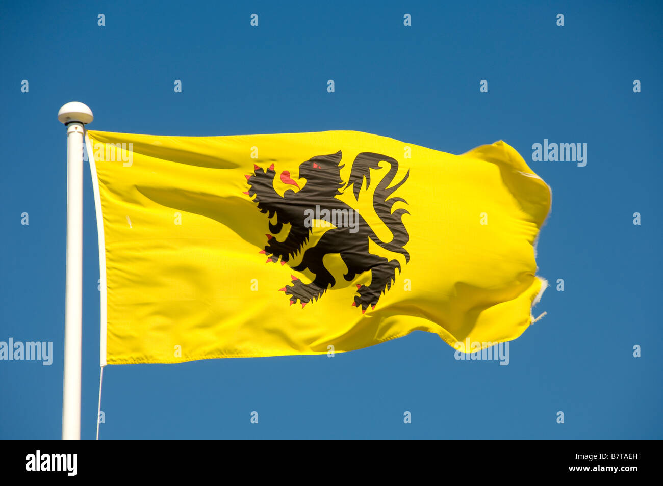 Flemish Lion High Resolution Stock Photography and Images - Alamy