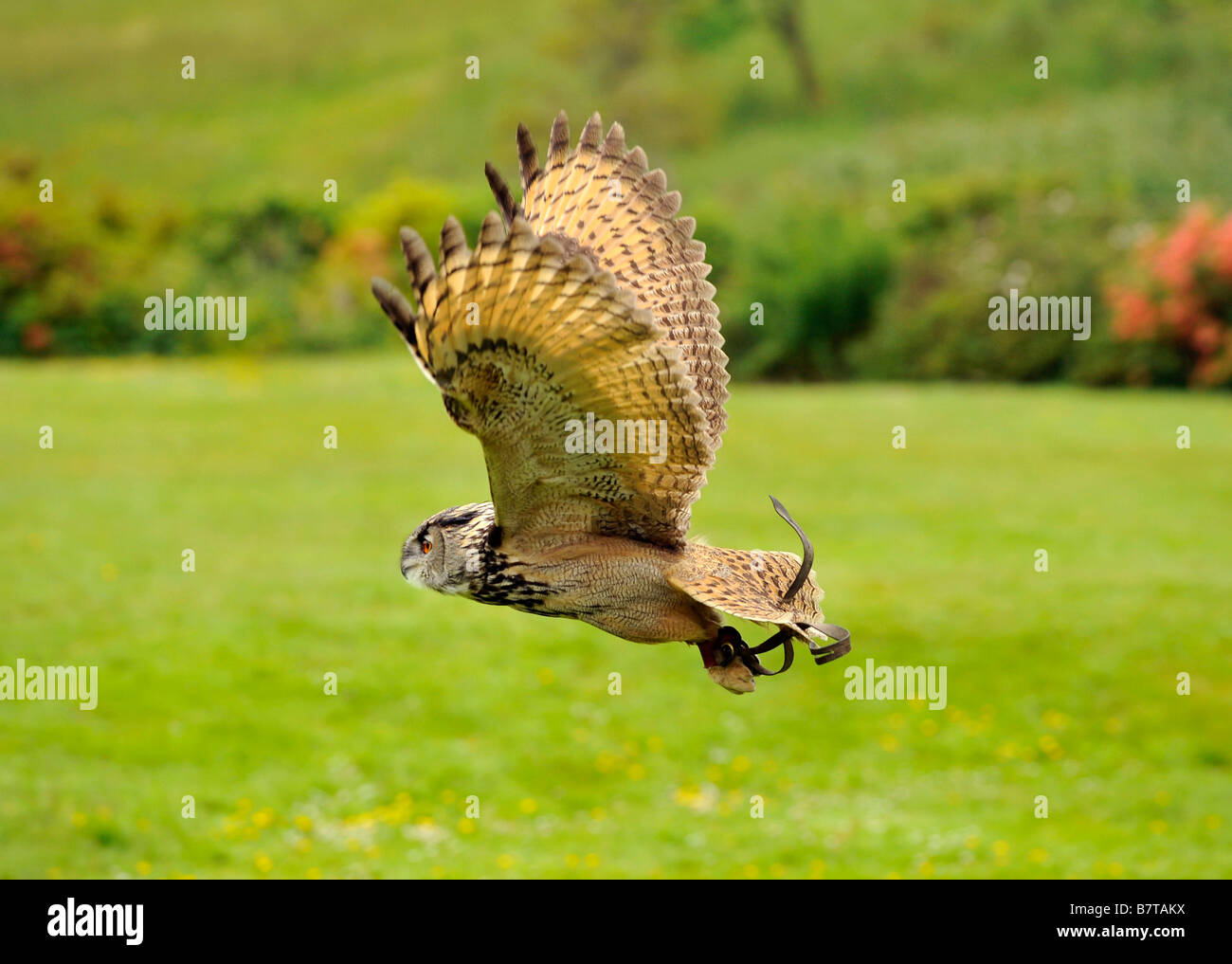 Flying eagle owl hi-res stock photography and images - Alamy