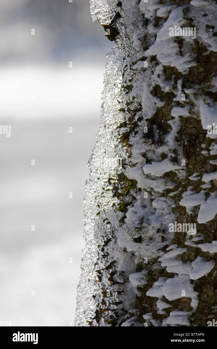 ice and snow on tree bark. trunk. winter climate. vertical 90171 ...