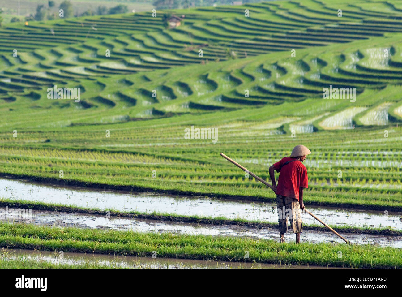 Paddyfields at dawn Stock Photo - Alamy