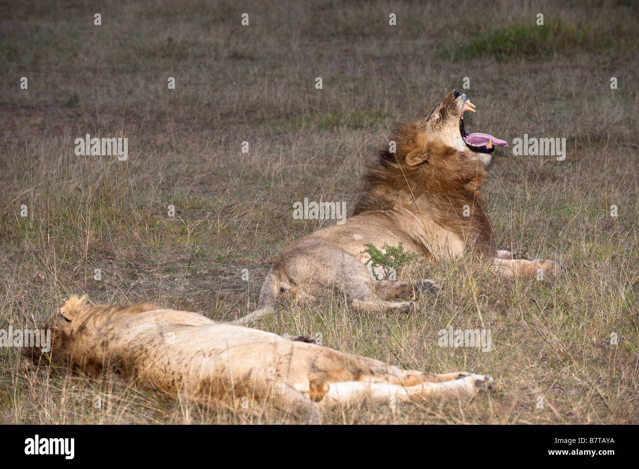Lions enjoy their rest at the evening Stock Photo - Alamy