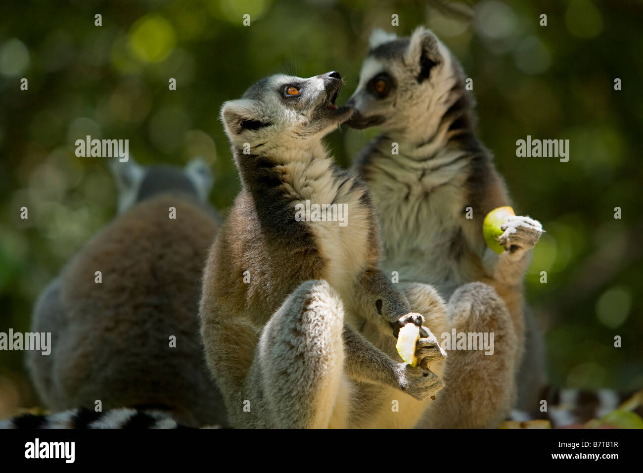 Ringtail Lemur monkey, ( Lemur Catta Stock Photo - Alamy