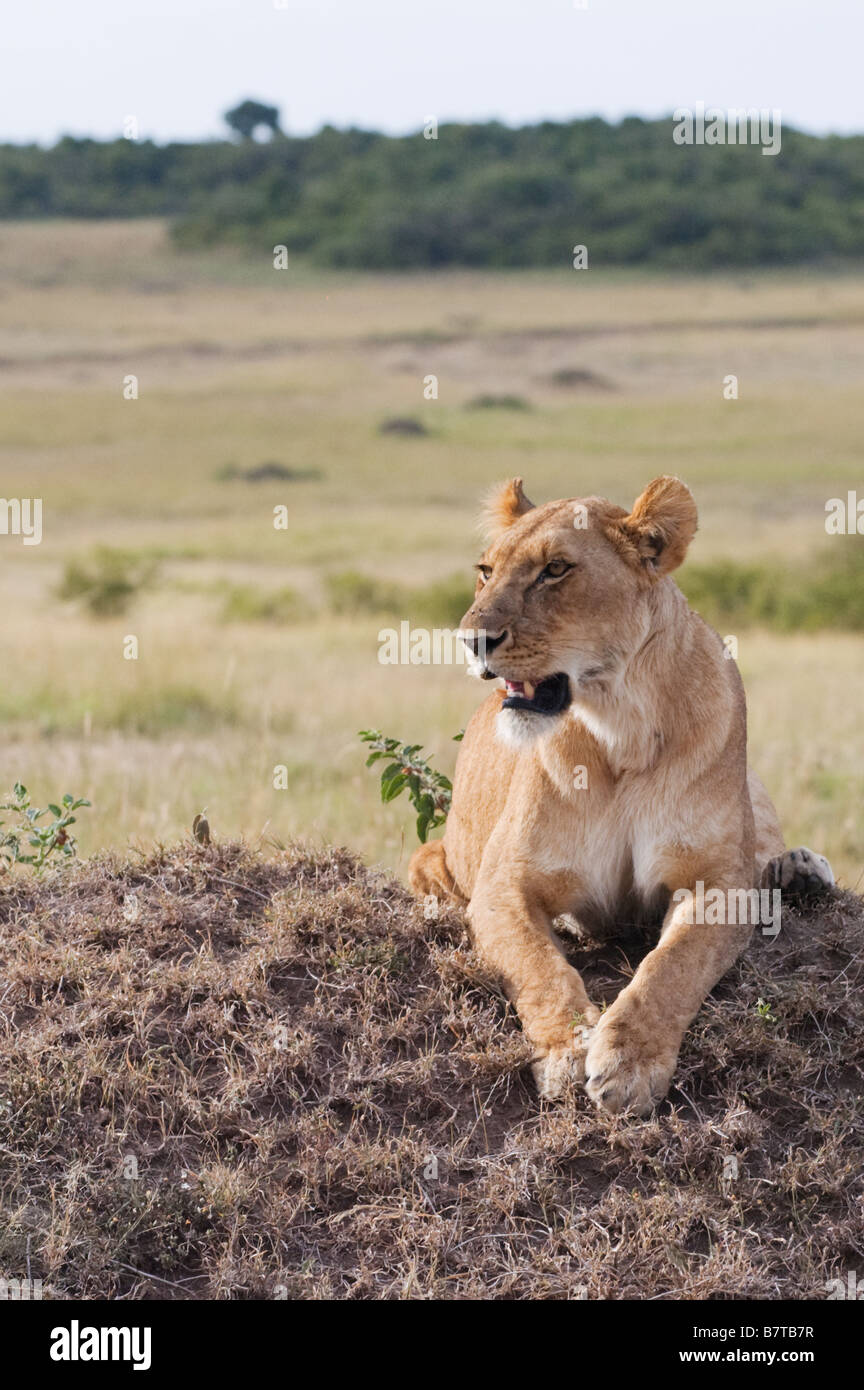 Lion sitting hill hi-res stock photography and images - Alamy