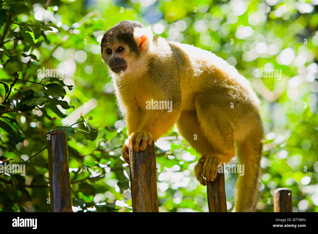 Common Squirrel Monkey / ( Saimiri Sciureus Stock Photo - Alamy