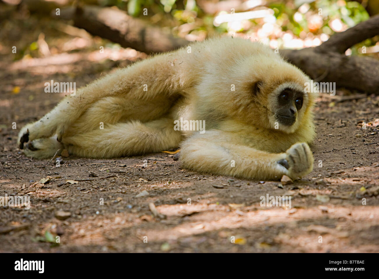 White Hand Monkey High Resolution Stock Photography and Images - Alamy