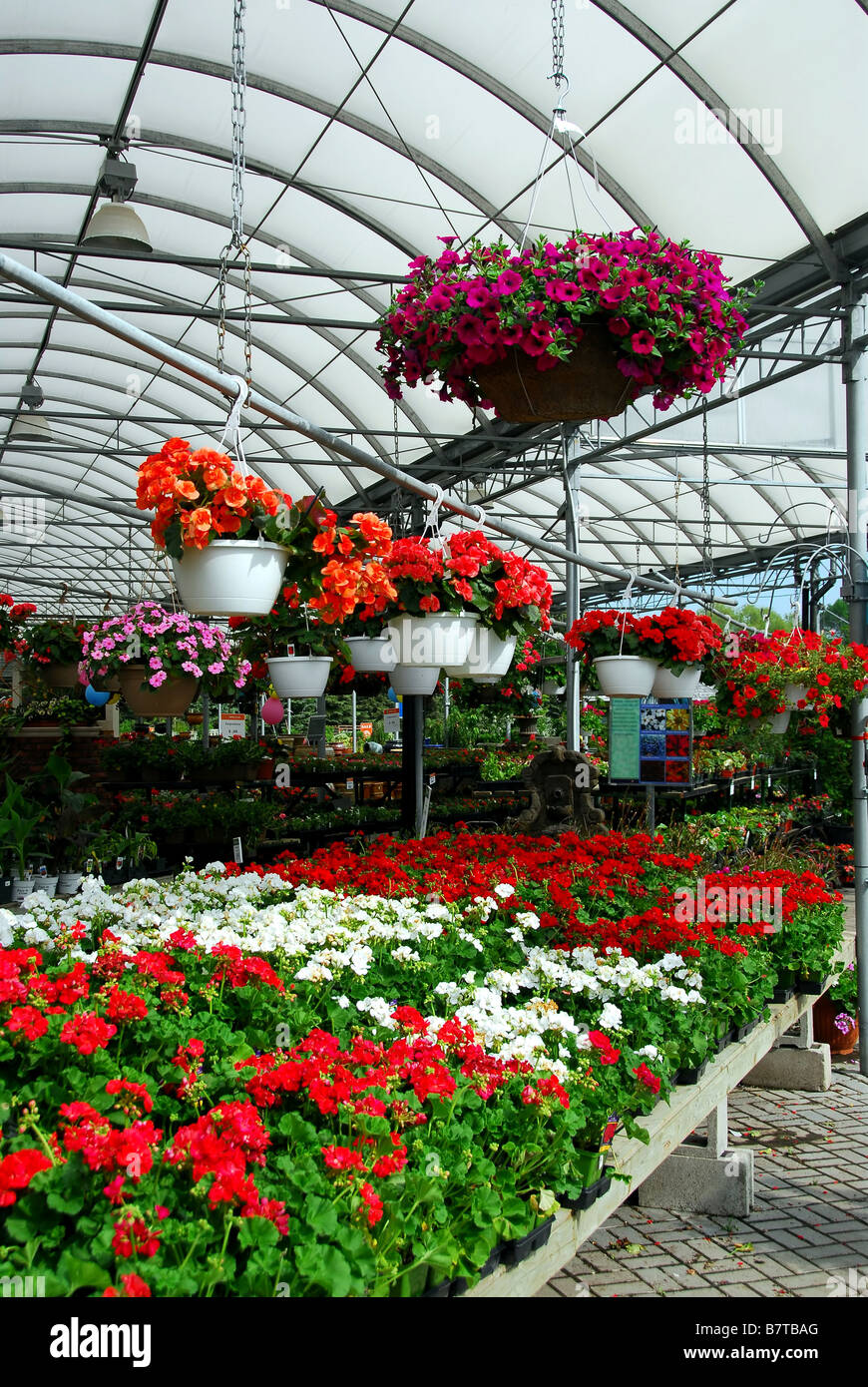 Inside a greenhouse Stock Photo - Alamy