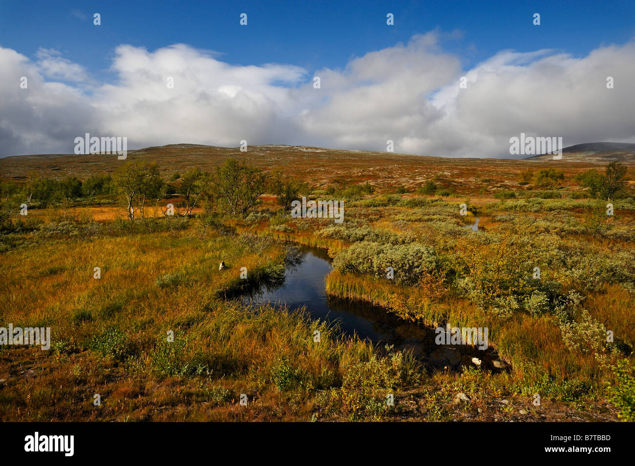 Typical arctic landscape of wetlands dwarf vegetation and open tundra ...