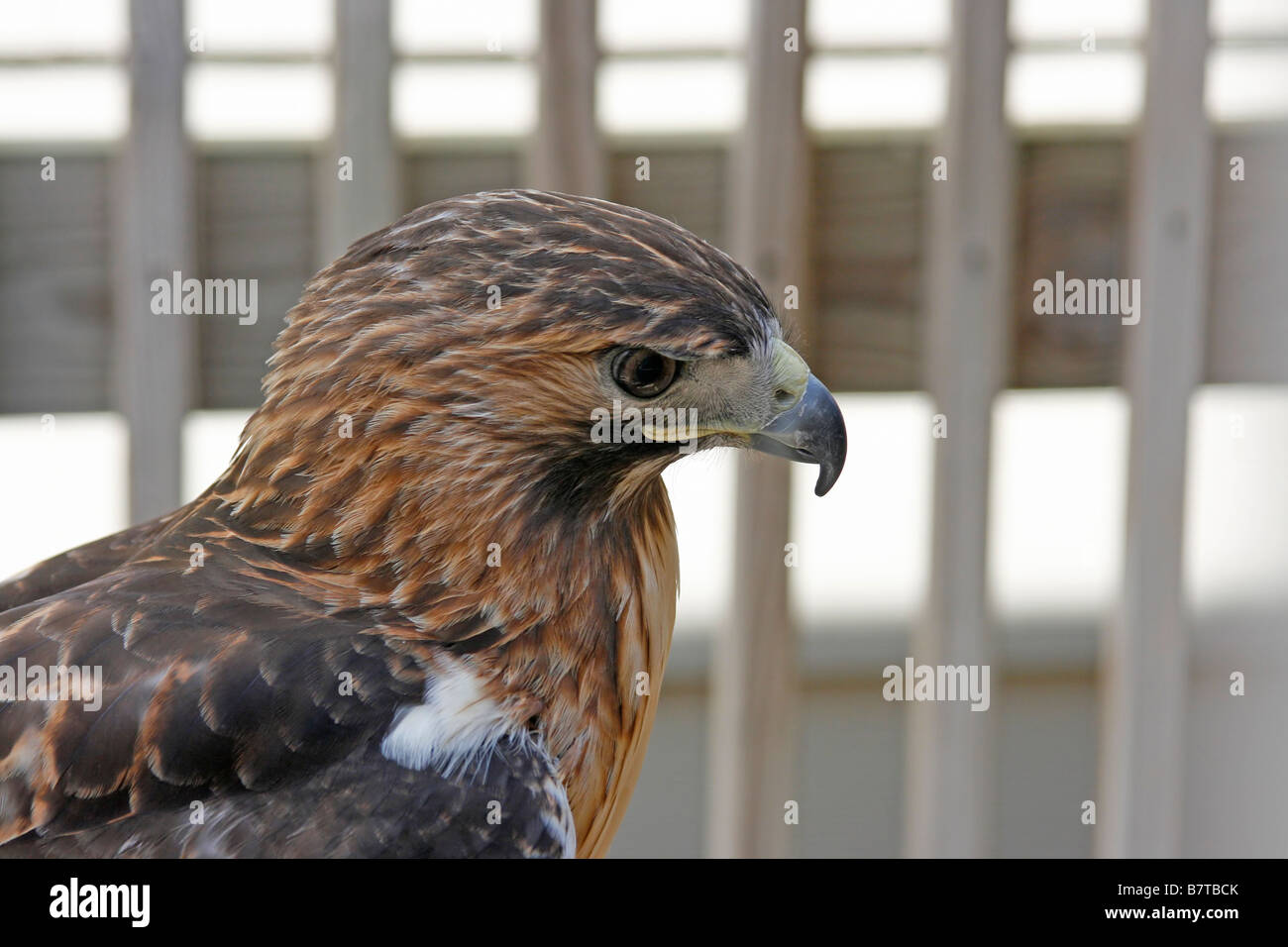 "Hawkeye," Red-tailed Hawk Stock Photo - Alamy