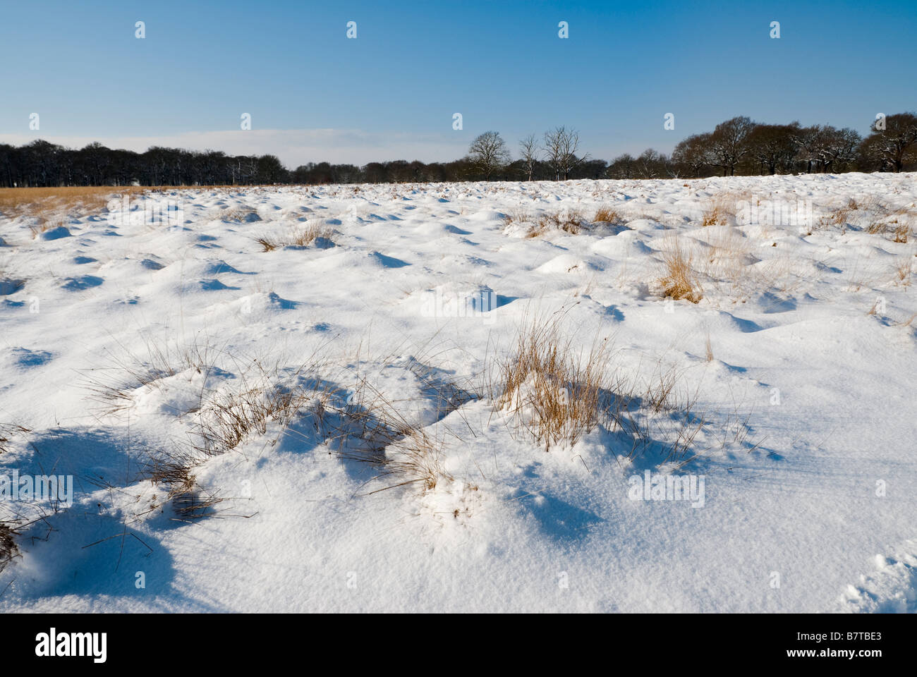 Richmond park snow hi-res stock photography and images - Alamy
