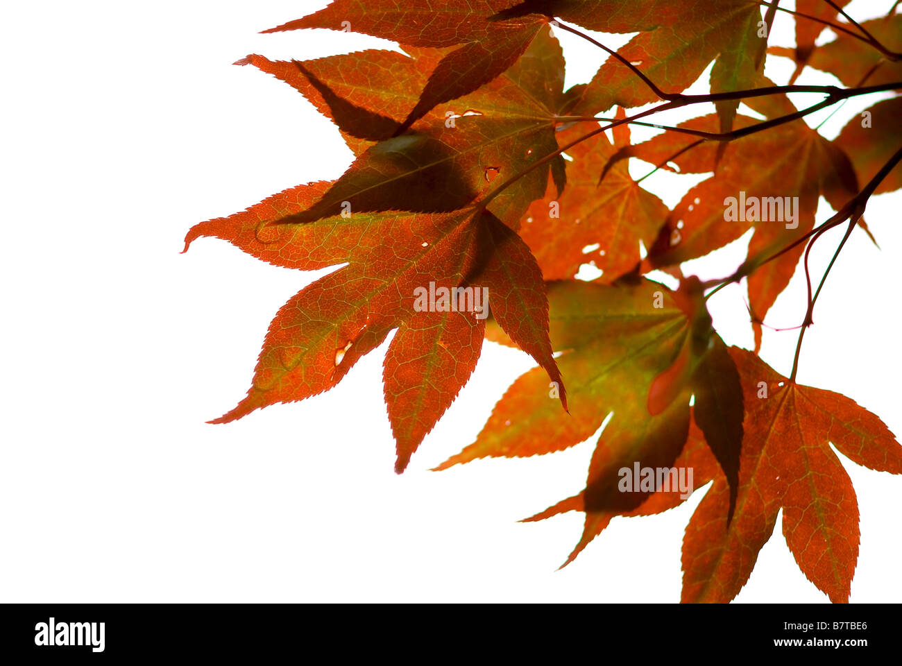 Japanese maple leaves on white background Stock Photo - Alamy